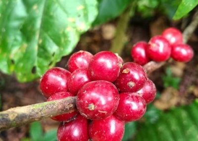 Merapi Techno Coffee | Kopi Dari Lereng Gunung Merapi