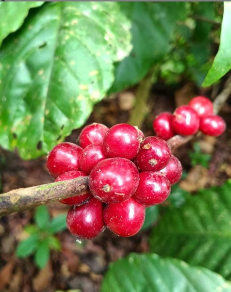 Merapi Techno Coffee | Kopi Dari Lereng Gunung Merapi